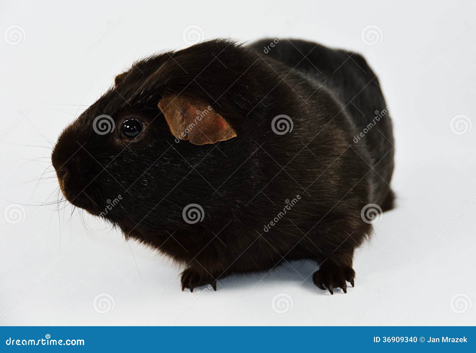 Brown guinea pig 01 stock photo. Image of animal, brown - 36909340