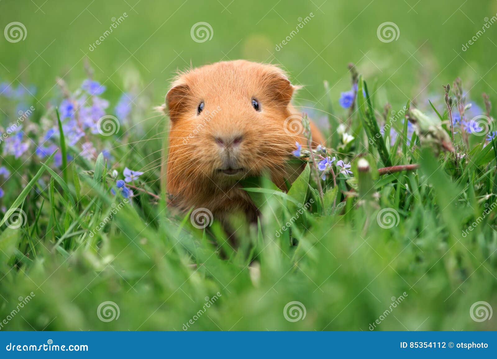 Brown Guinea Pig Posing Outdoors Stock Photo - Image of adorable ...