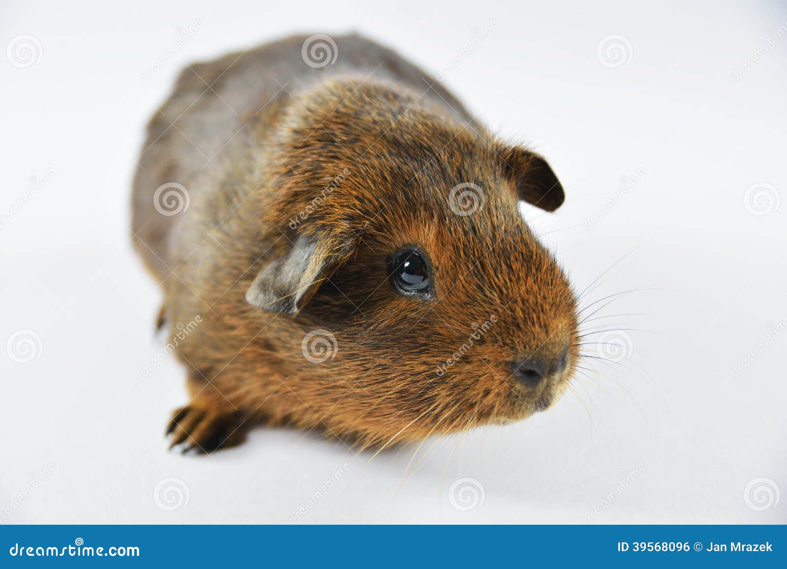 Brown guinea pig stock photo. Image of cavia, brown, animal - 39568096