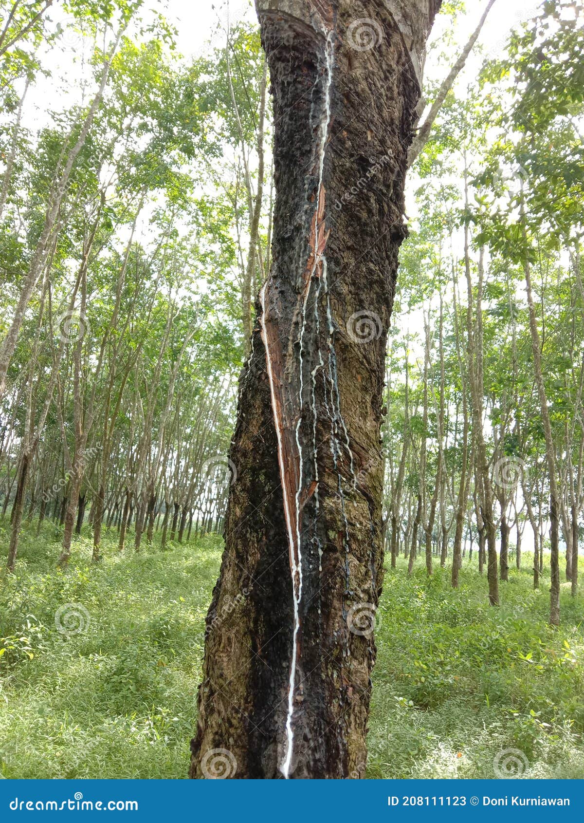 Brown Gum Tree and Sap Flowing Fast Stock Image - Image of fast, brown ...