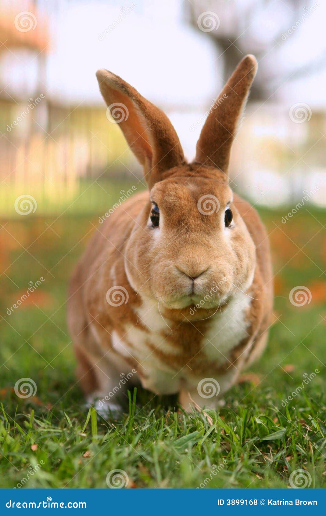 Brown-Häschen draußen stockfoto. Bild von nett, entzückend - 3899168