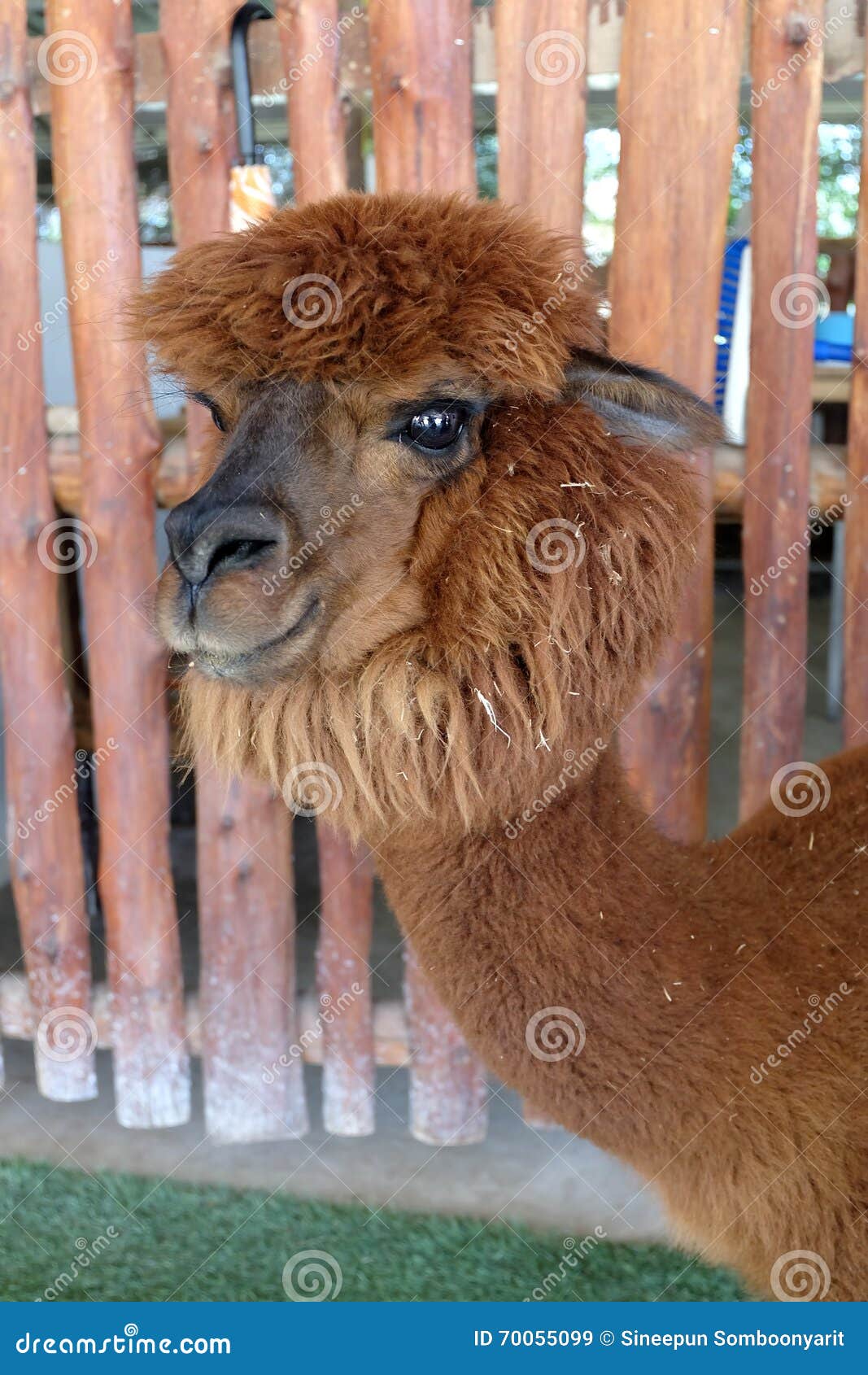 Brown hair alpaca stock image. Image of animal, brown - 70055099