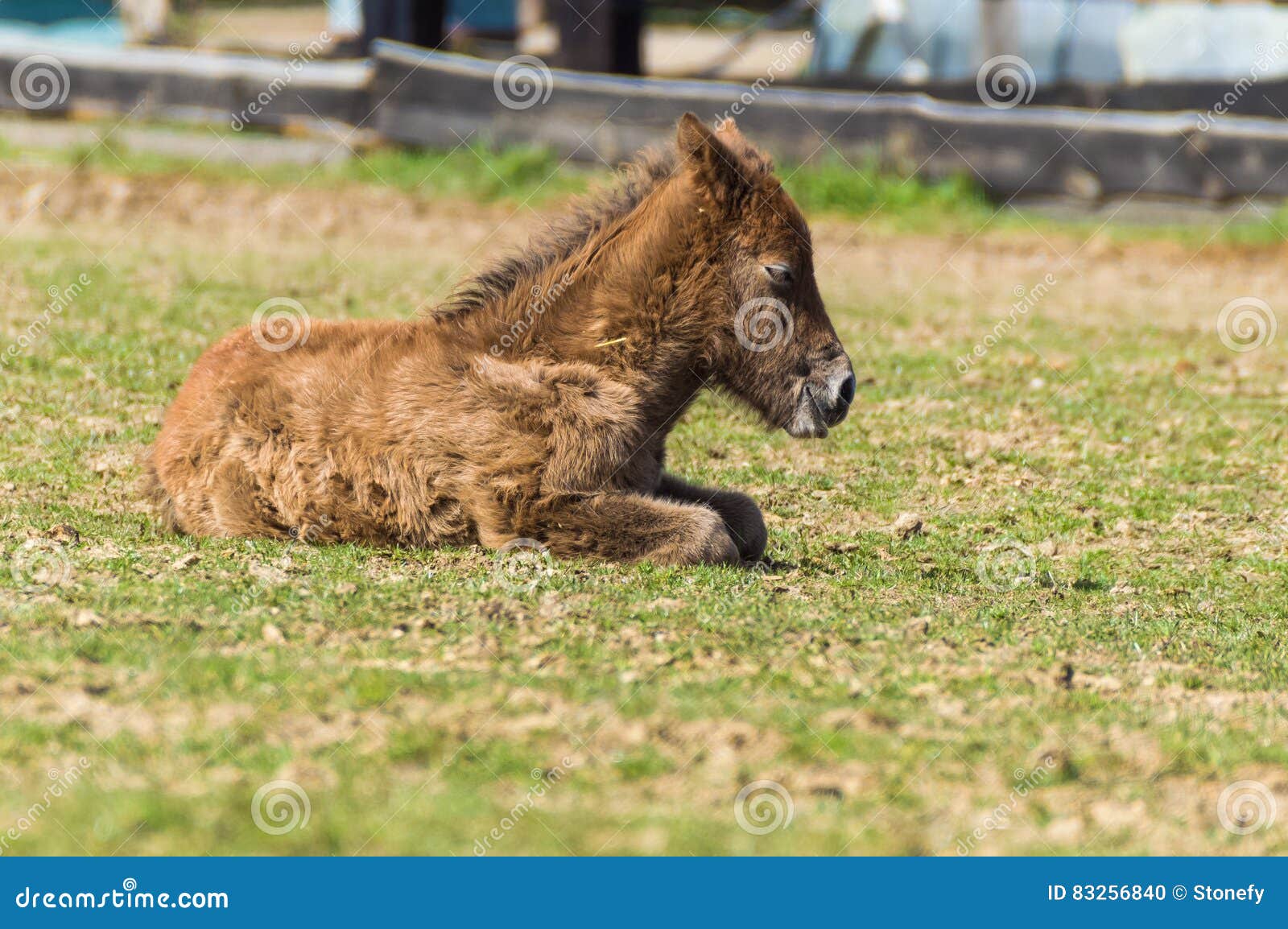 A Brown Haired Mule Seated on a Grassland Stock Photo - Image of grassy ...