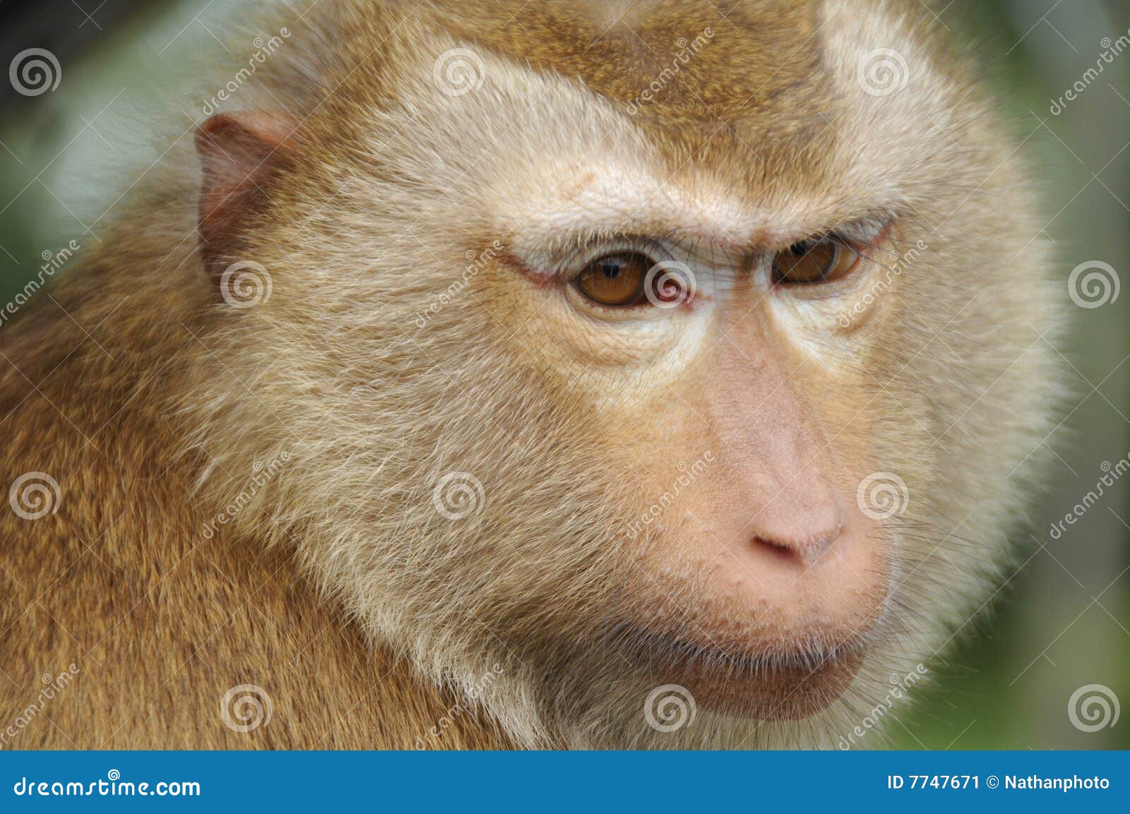 Rhesus Monkey In Ubud, Bali Royalty-Free Stock Photo | CartoonDealer ...