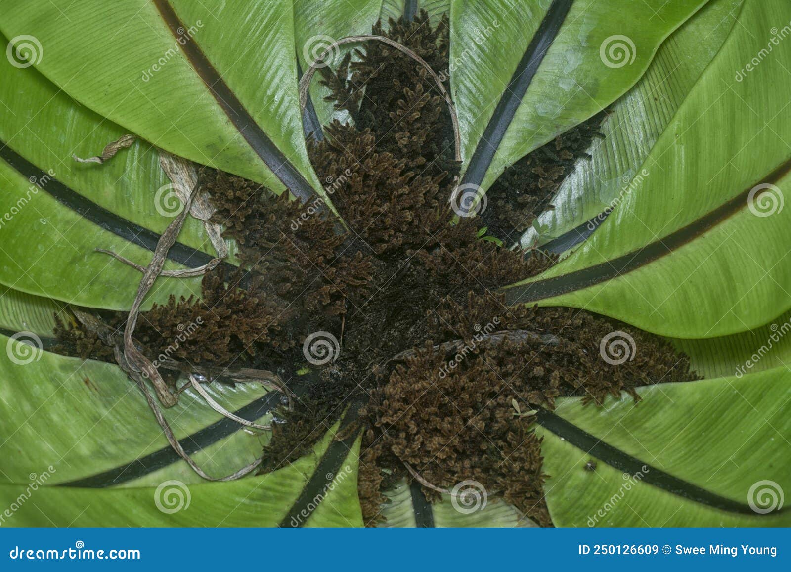 The Brown, Hairy and Fibrous Asplenium Nidus Spongy Roots Stock Image ...