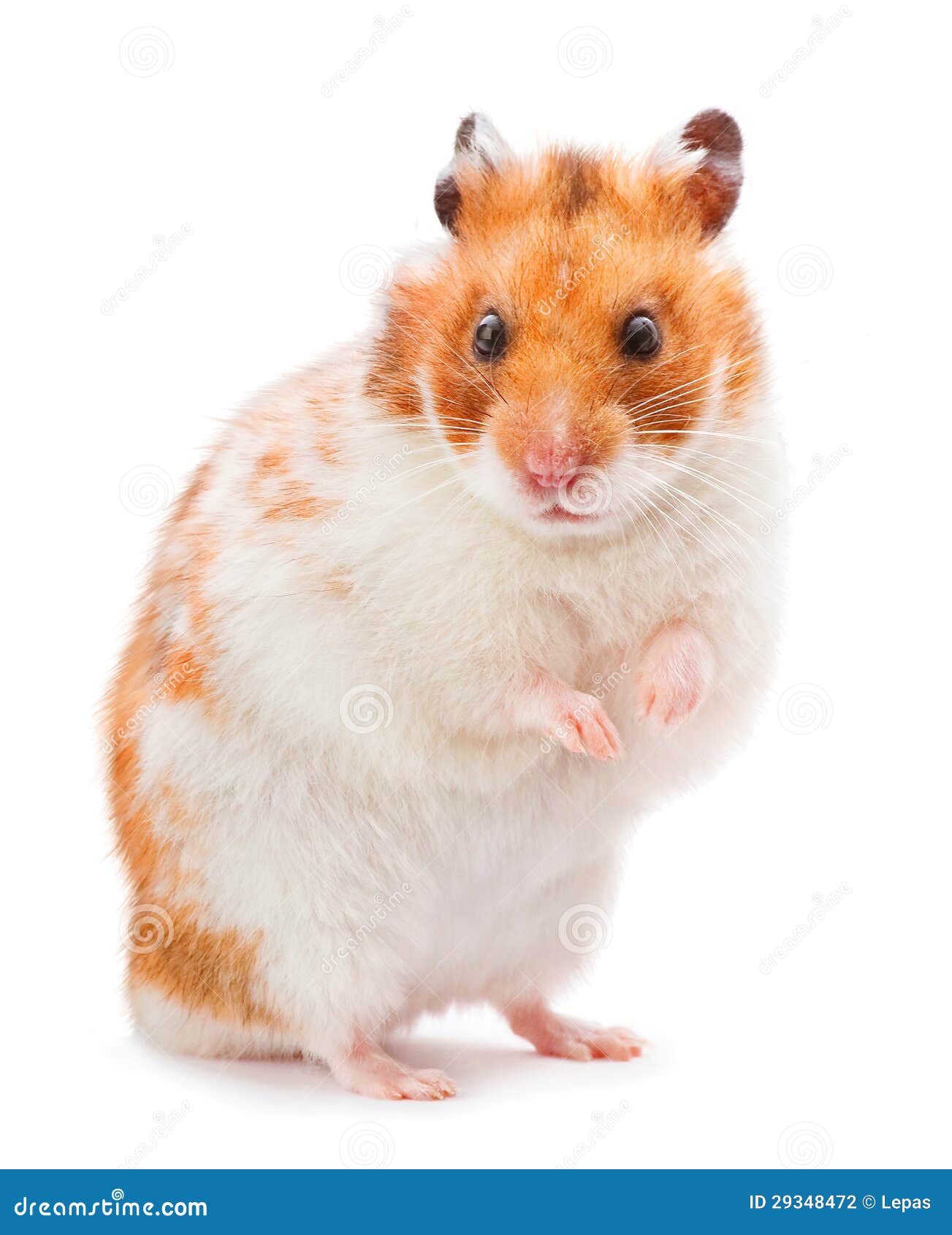 Brown Hamsters Cute