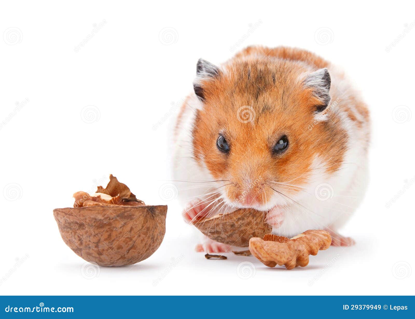 Brown hamster stock image. Image of rodent, brown, pets - 29379949