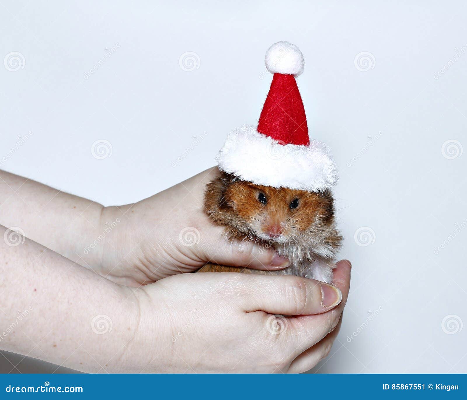 Brown Hamster in the Cap of Santa Claus Stock Image - Image of mammal ...