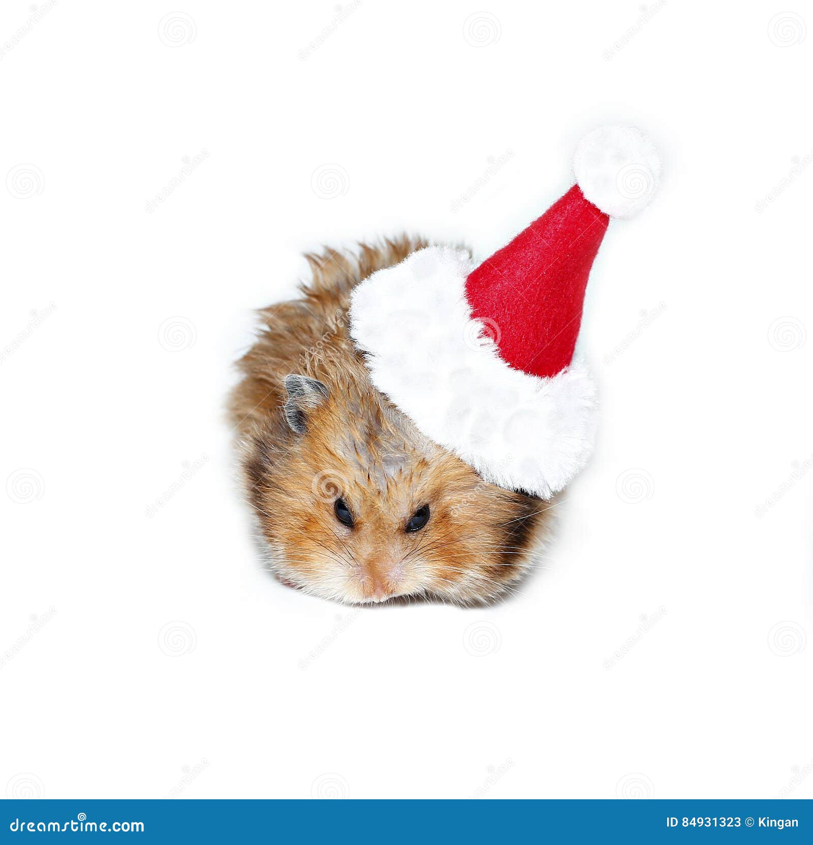Brown Hamster in the Cap of Santa Claus Stock Image - Image of hide ...