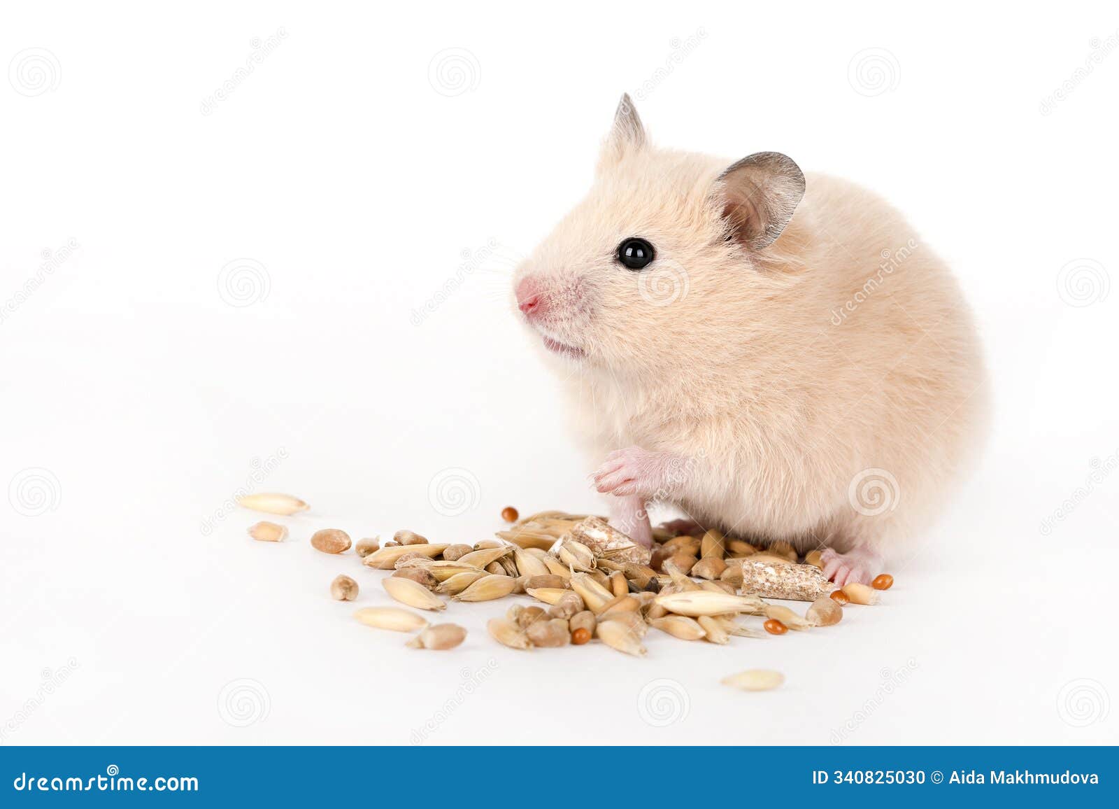 Brown Hamster Eat Food on a Light Background Stock Photo - Image of ...