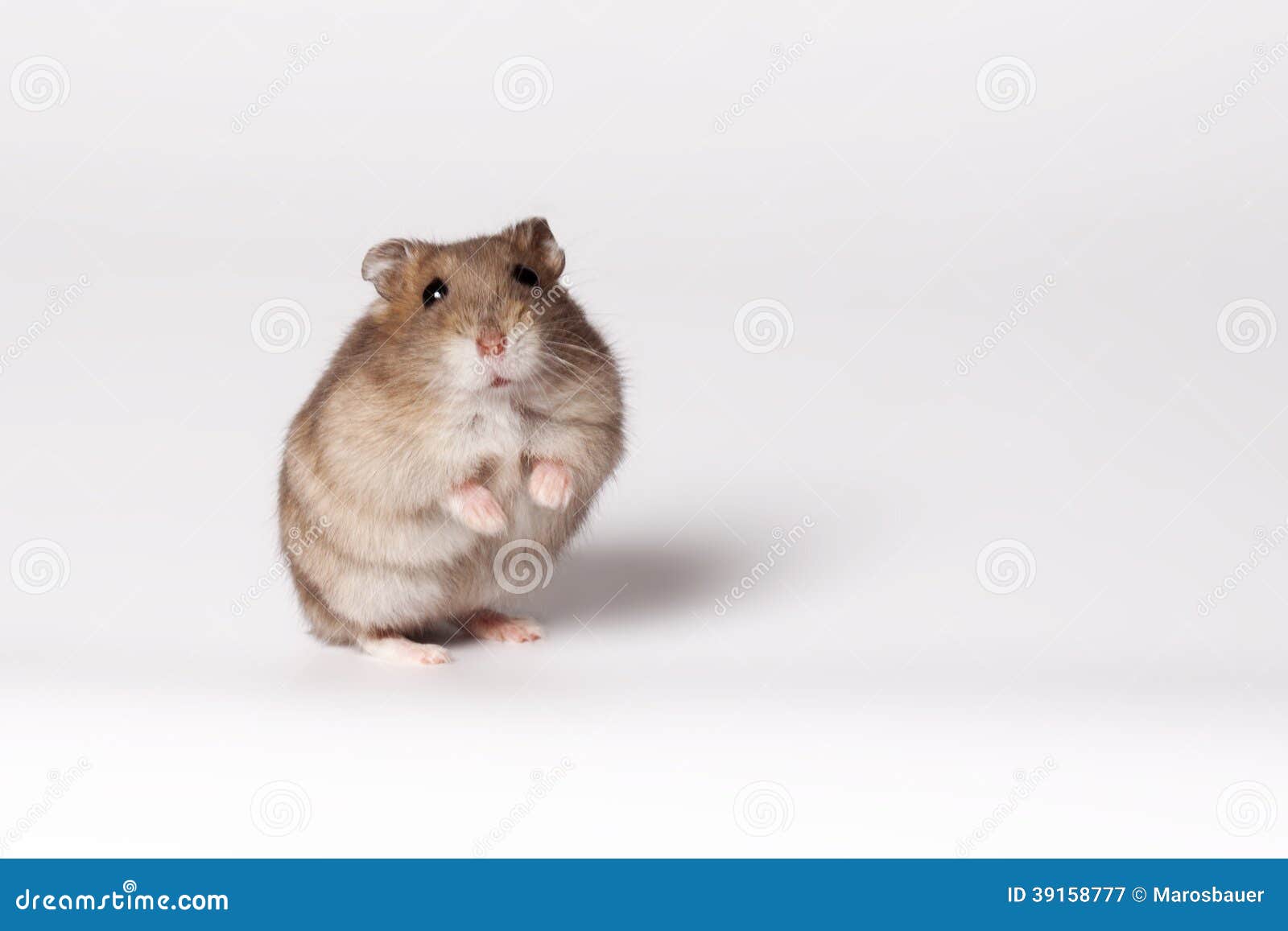Brown Hamster Stock Photo - Image: 39158777