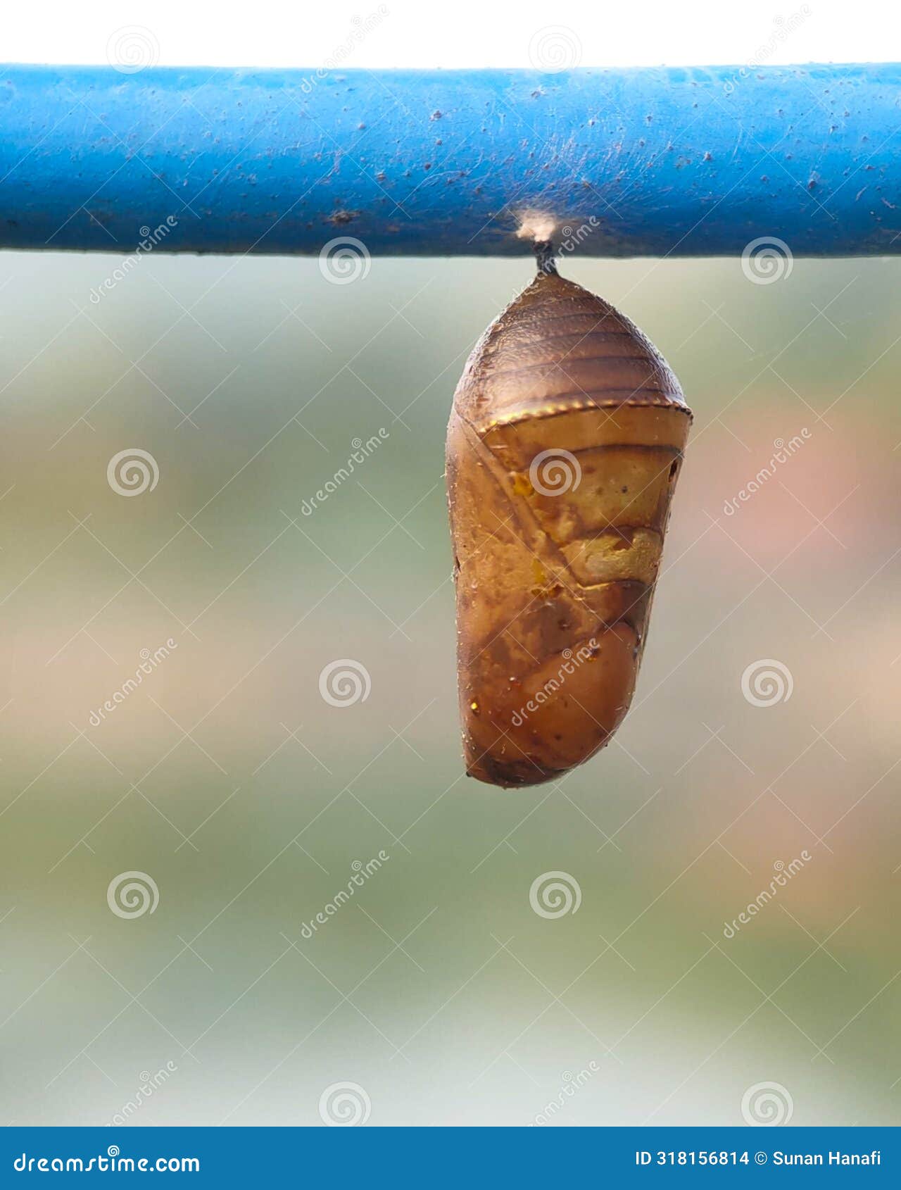 The Brown Hanging Cocoon stock photo. Image of cocoon - 318156814
