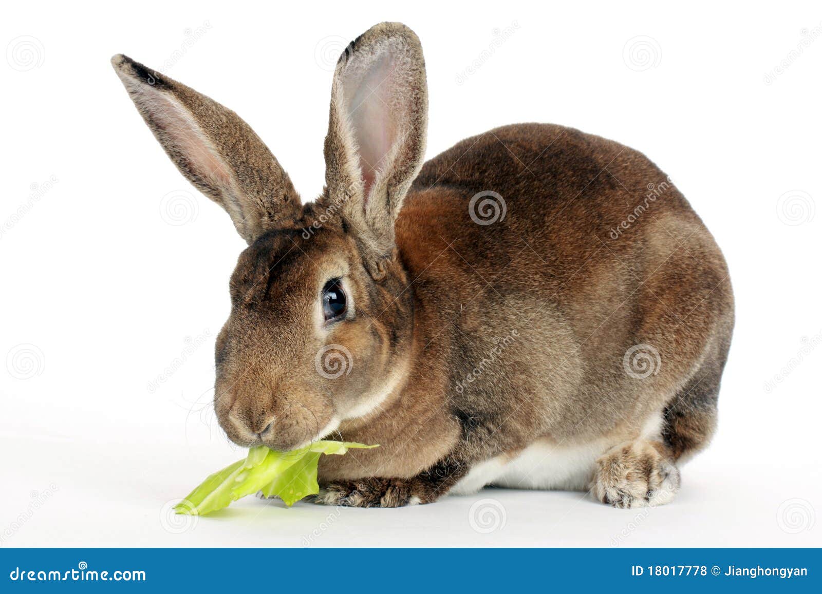 Brown hare stock photo. Image of animal, bunny, brown - 18017778