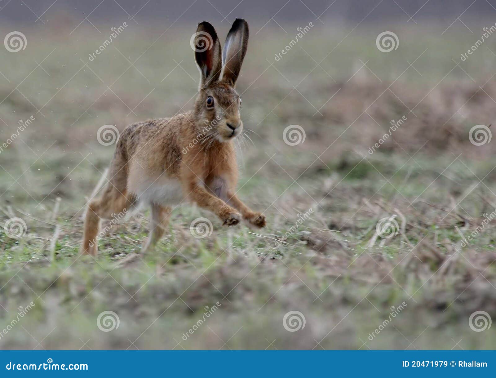 Brown Hare On Path, Shadow Boxing,wet From Bathing In Puddle (Lepus ...