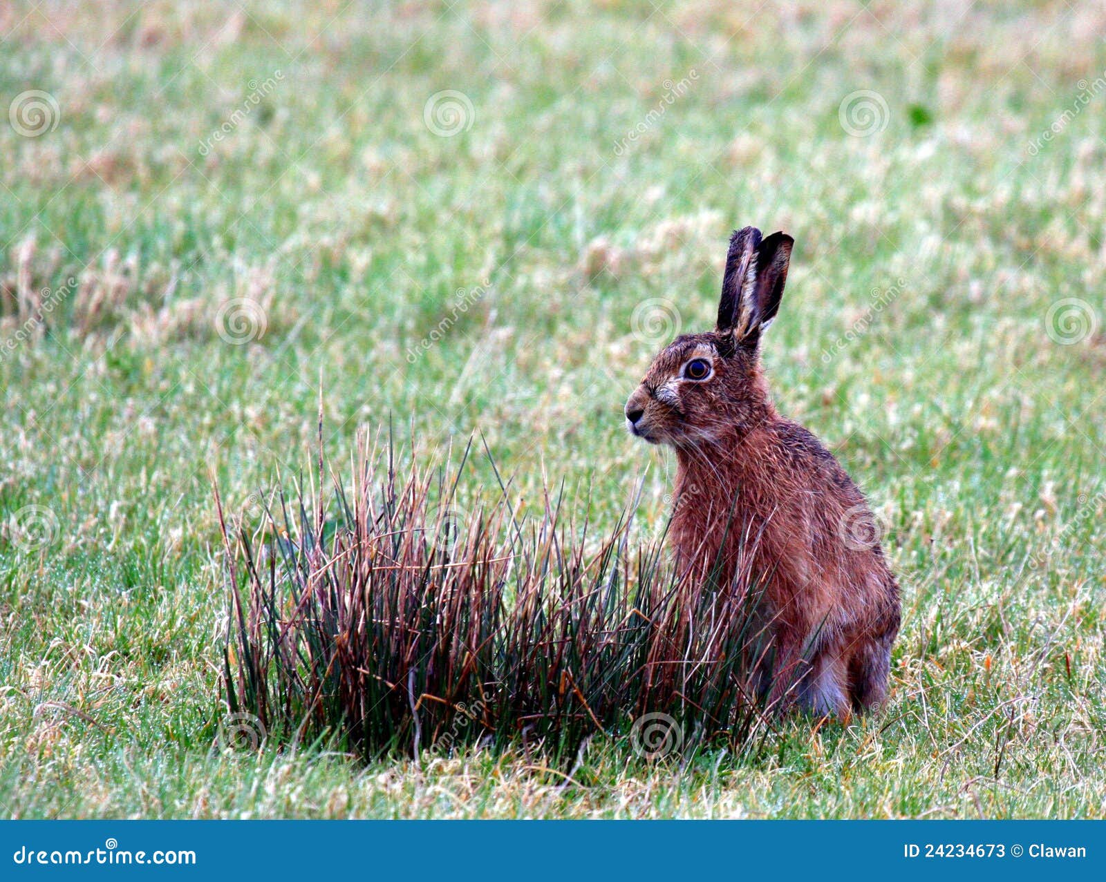 Brown Hare stock image. Image of lepus, mammal, rabbit - 24234673