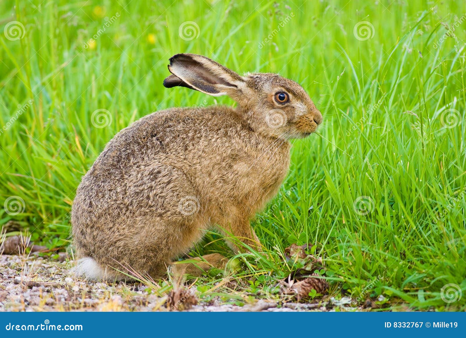 Brown Hare stock image. Image of wildlife, fast, mammal - 8332767