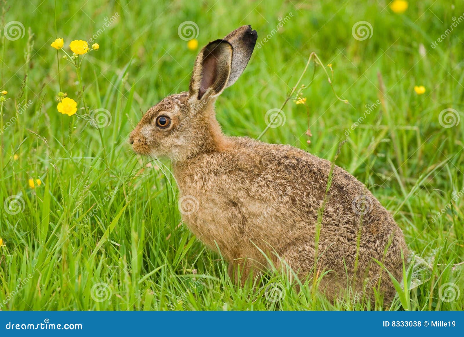 Brown Hare On Path, Shadow Boxing,wet From Bathing In Puddle (Lepus ...