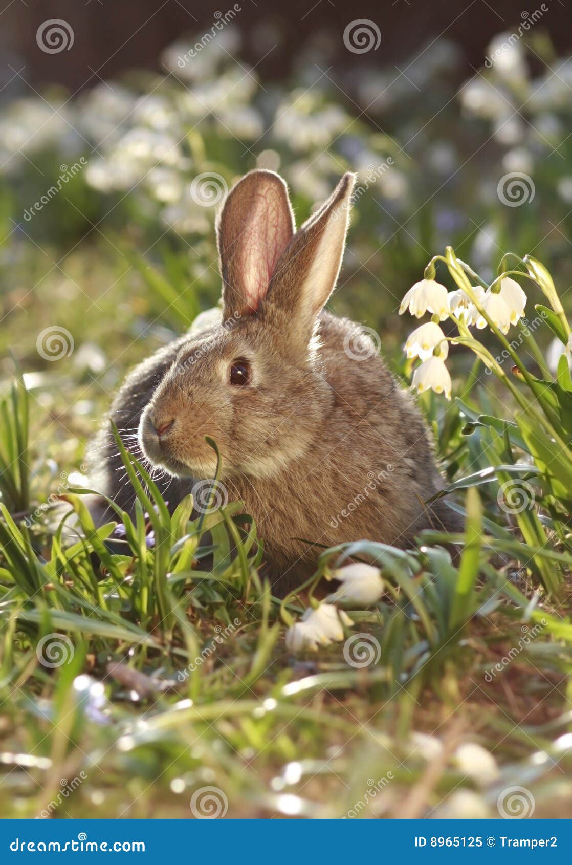 Brown Hare On Path, Shadow Boxing,wet From Bathing In Puddle (Lepus ...
