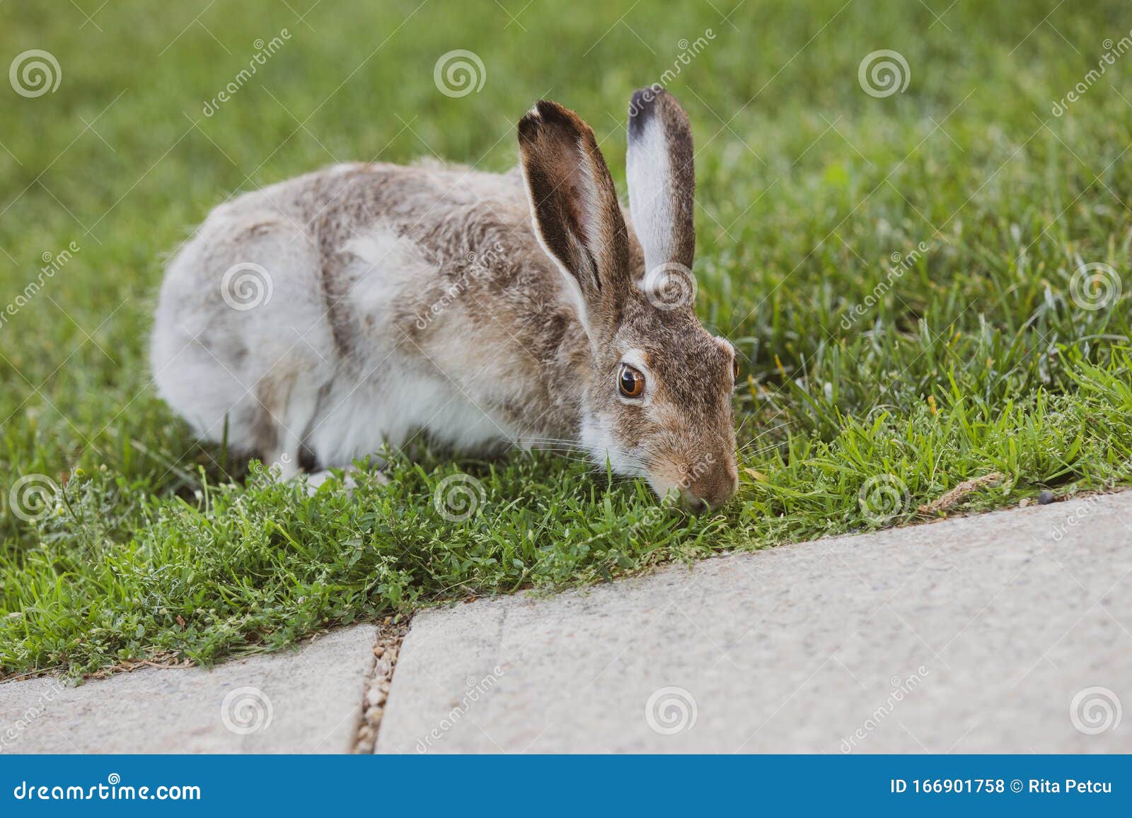 Gray Hare stock photo. Image of eyes, fauna, cottontail - 166901758
