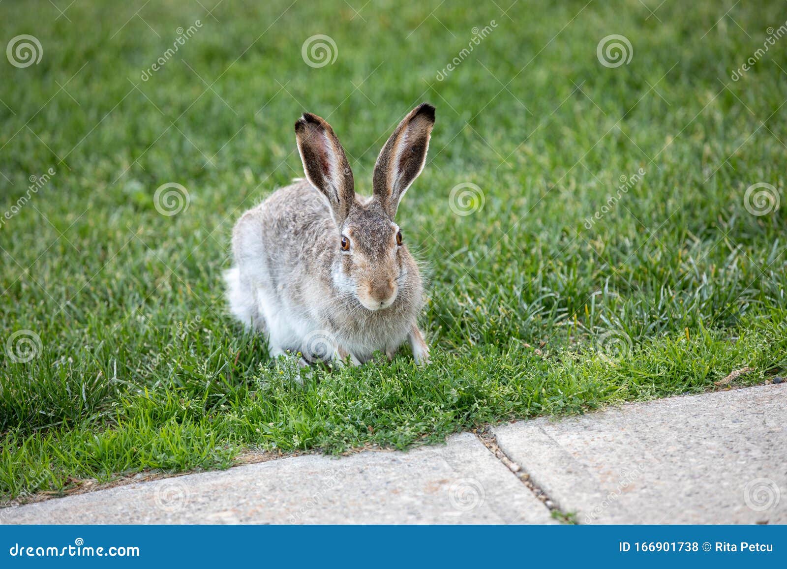 Gray Hare stock photo. Image of fast, danger, american - 166901738