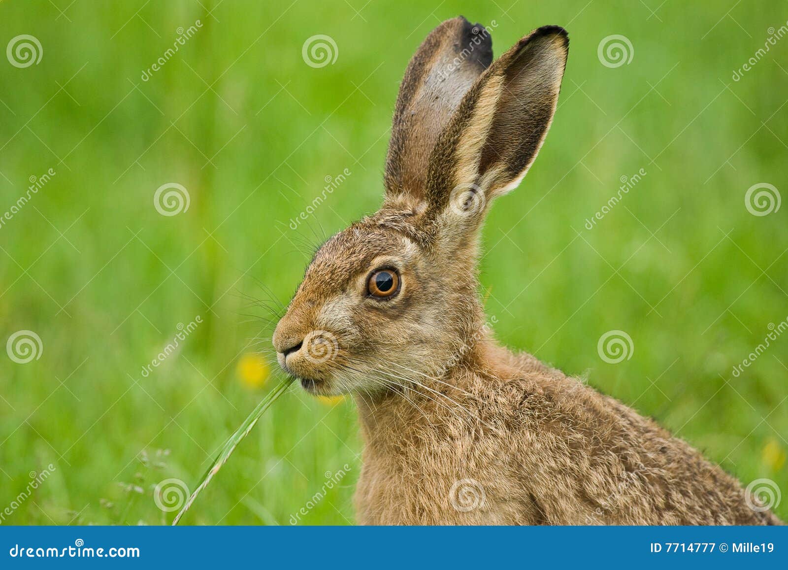 Brown Hare eating grass stock image. Image of mammal, nibbling - 7714777
