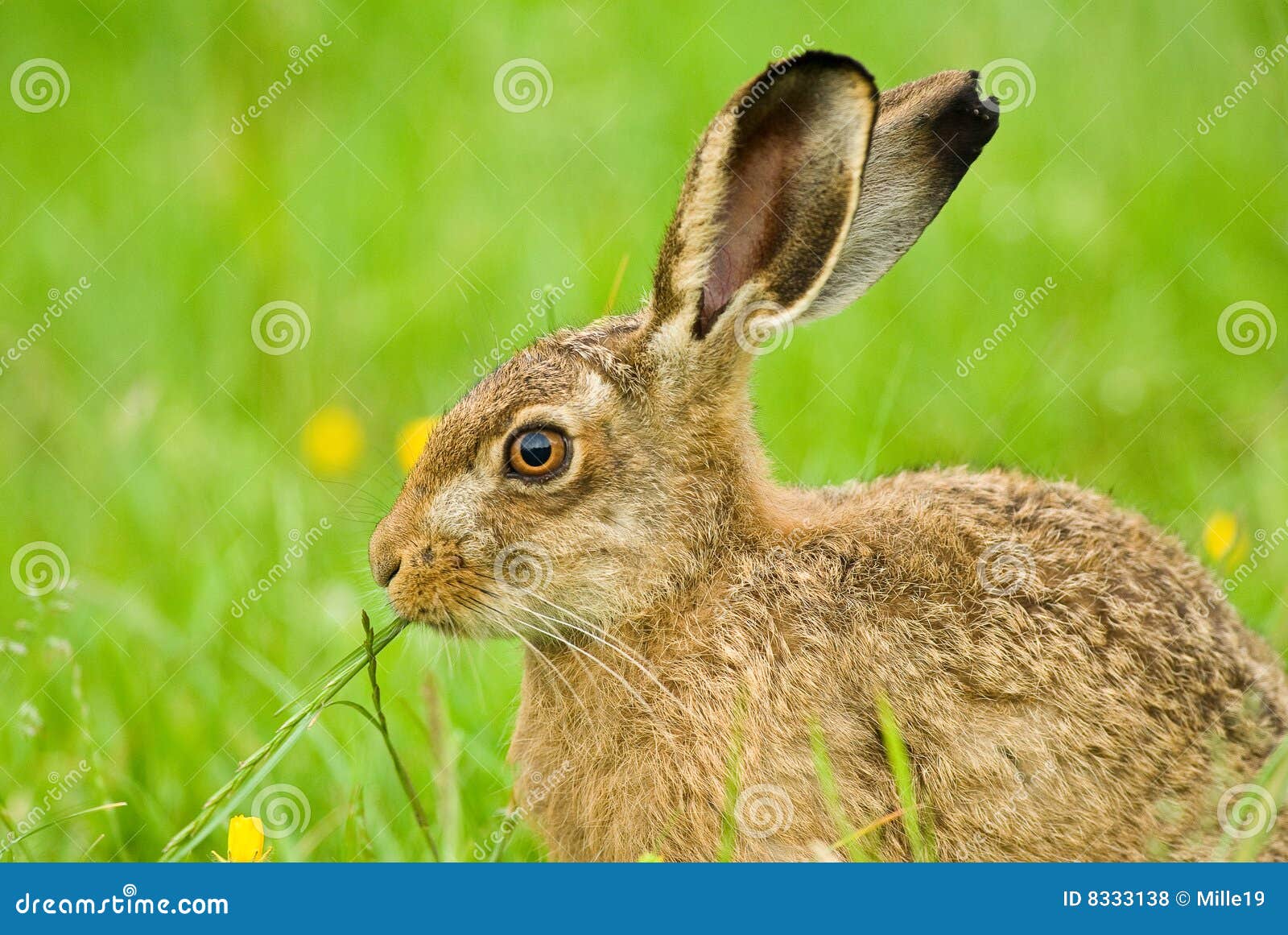 Brown Hare eating grass stock photo. Image of fast, grass - 8333138