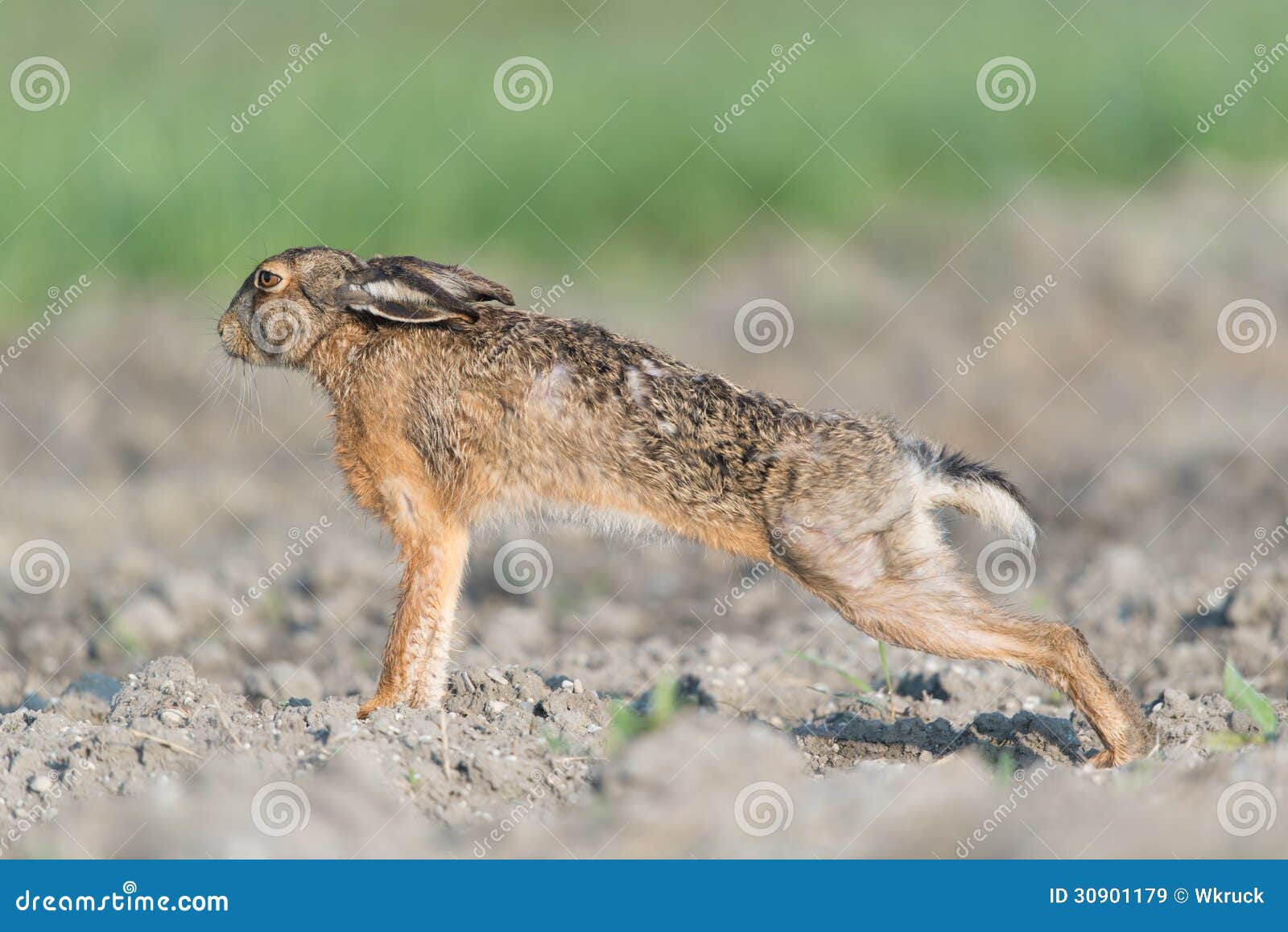 Brown hare stock image. Image of hunt, europaeus, grass - 30901179