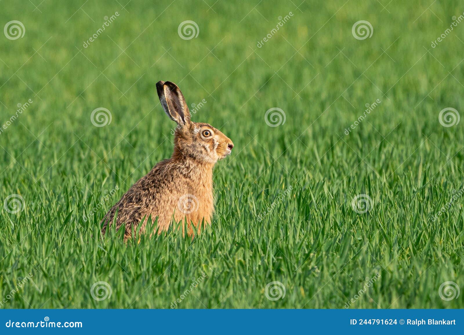 Brown Hare in the Green Field in Spring. Stock Photo - Image of meadow ...