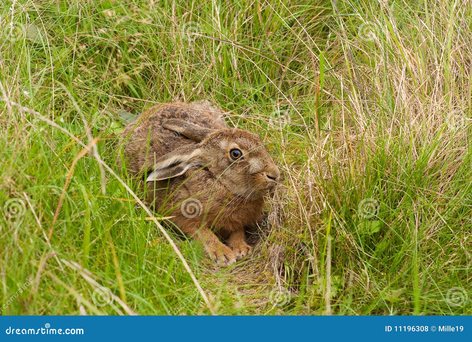 Brown Hare in its form stock photo. Image of nature, hare - 11196308