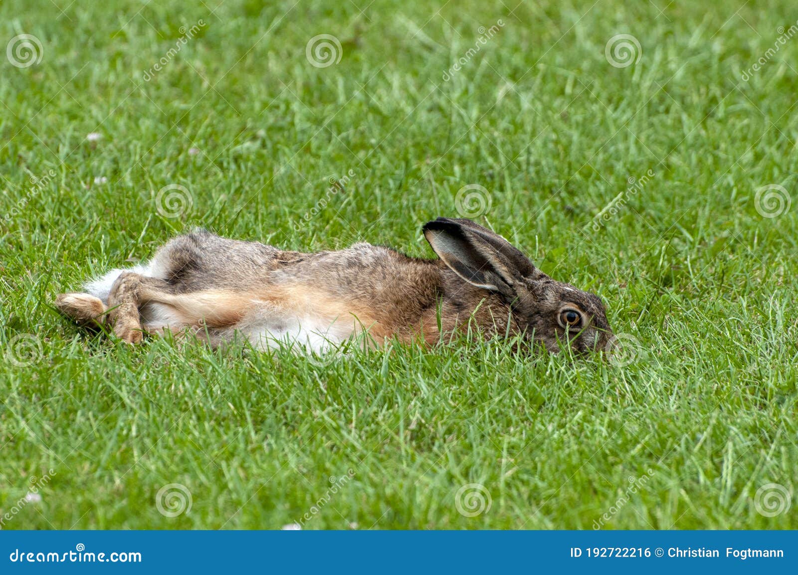 Brown Hare Lying in the Grass Stretching Itself with the Snout Buried ...