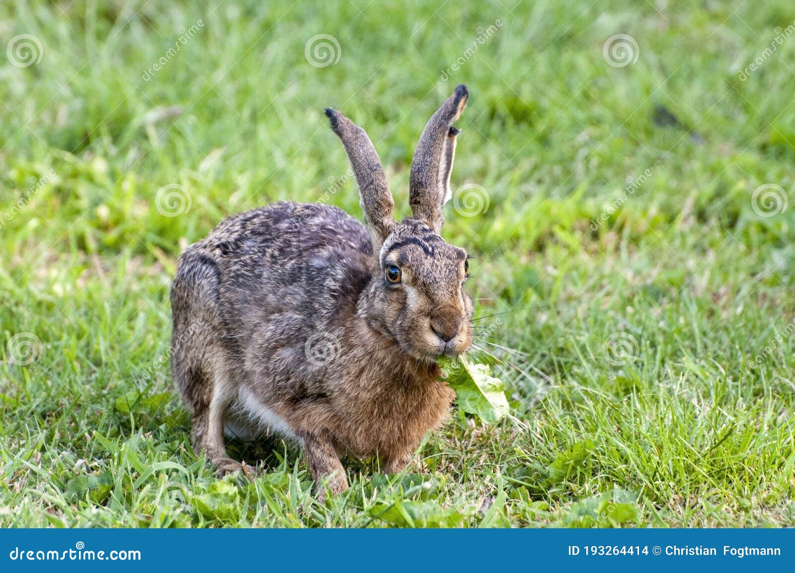 Brown Hare with a Leaf in Its Mouth Stock Photo - Image of face, mammal ...