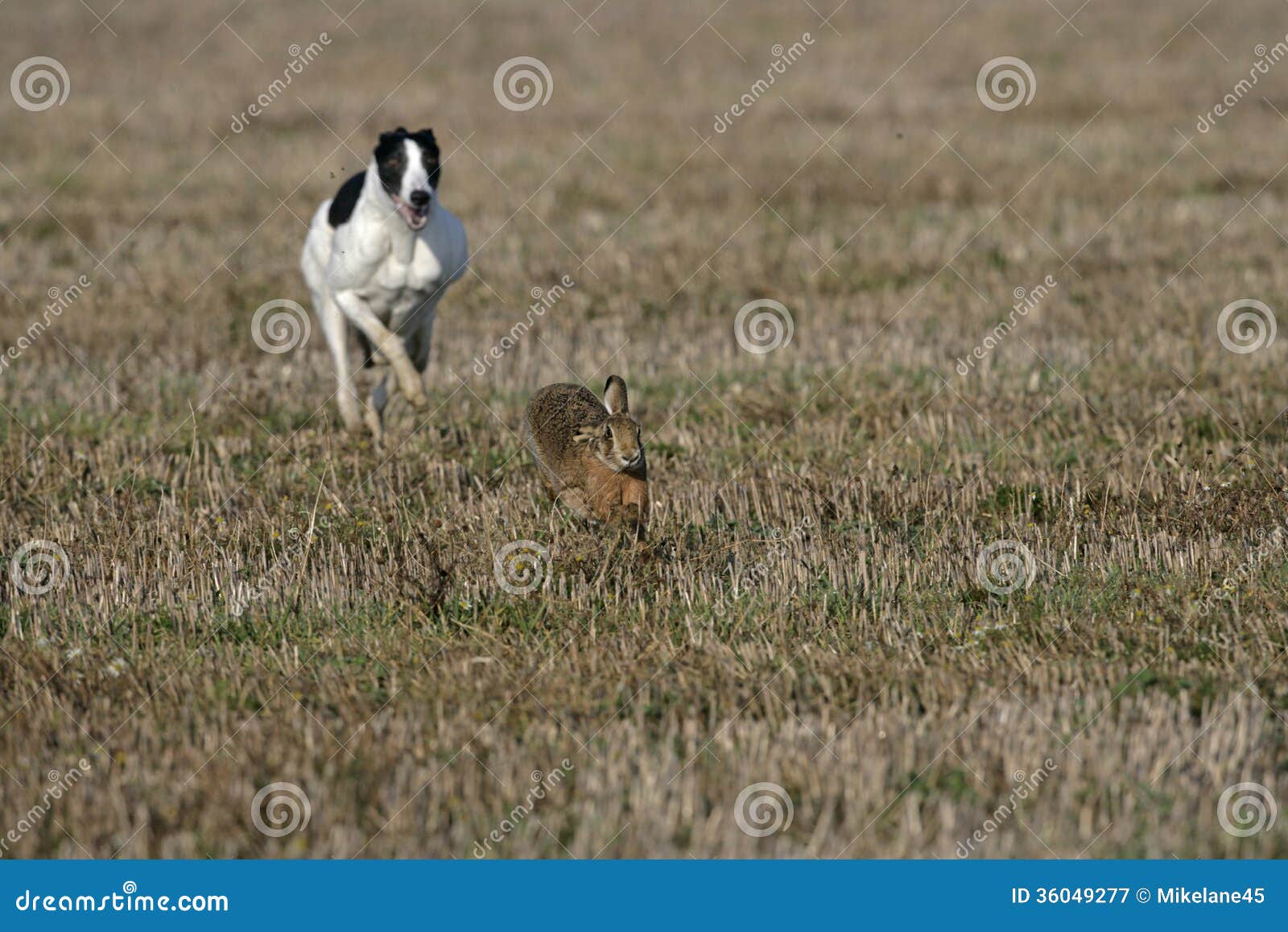 Couring Stock Photos - Free & Royalty-Free Stock Photos from Dreamstime