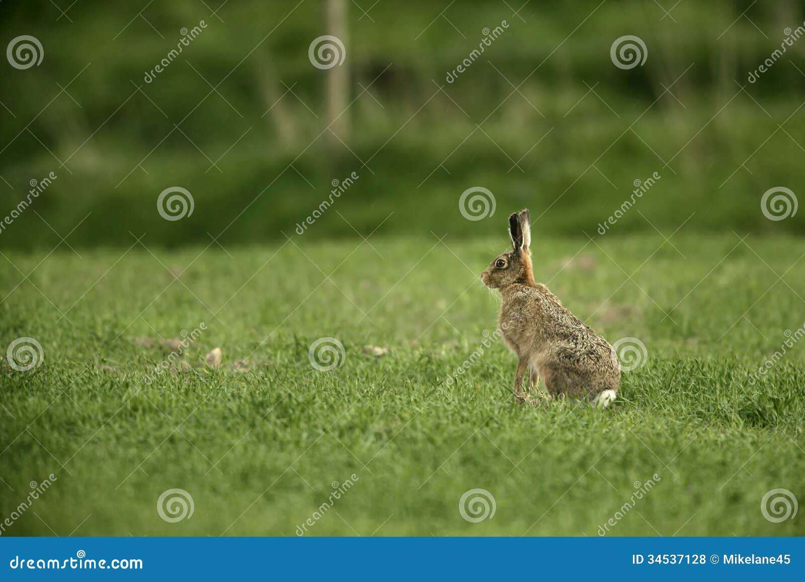 Brown Hare, Lepus Europaeus, Stock Photo - Image of grass, wildlife ...