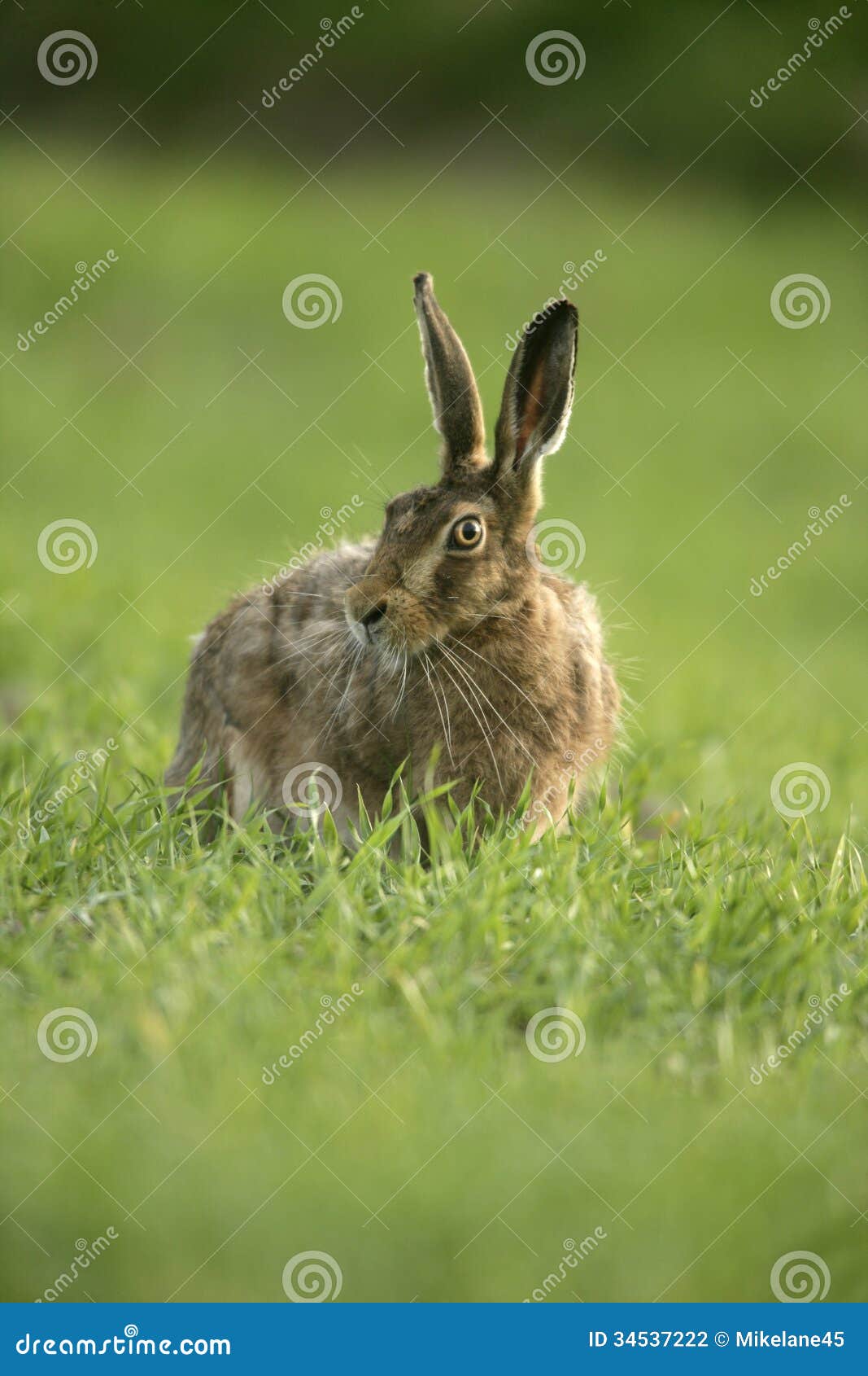 Brown Hare, Lepus Europaeus, Stock Photo - Image of grass, hare: 34537222