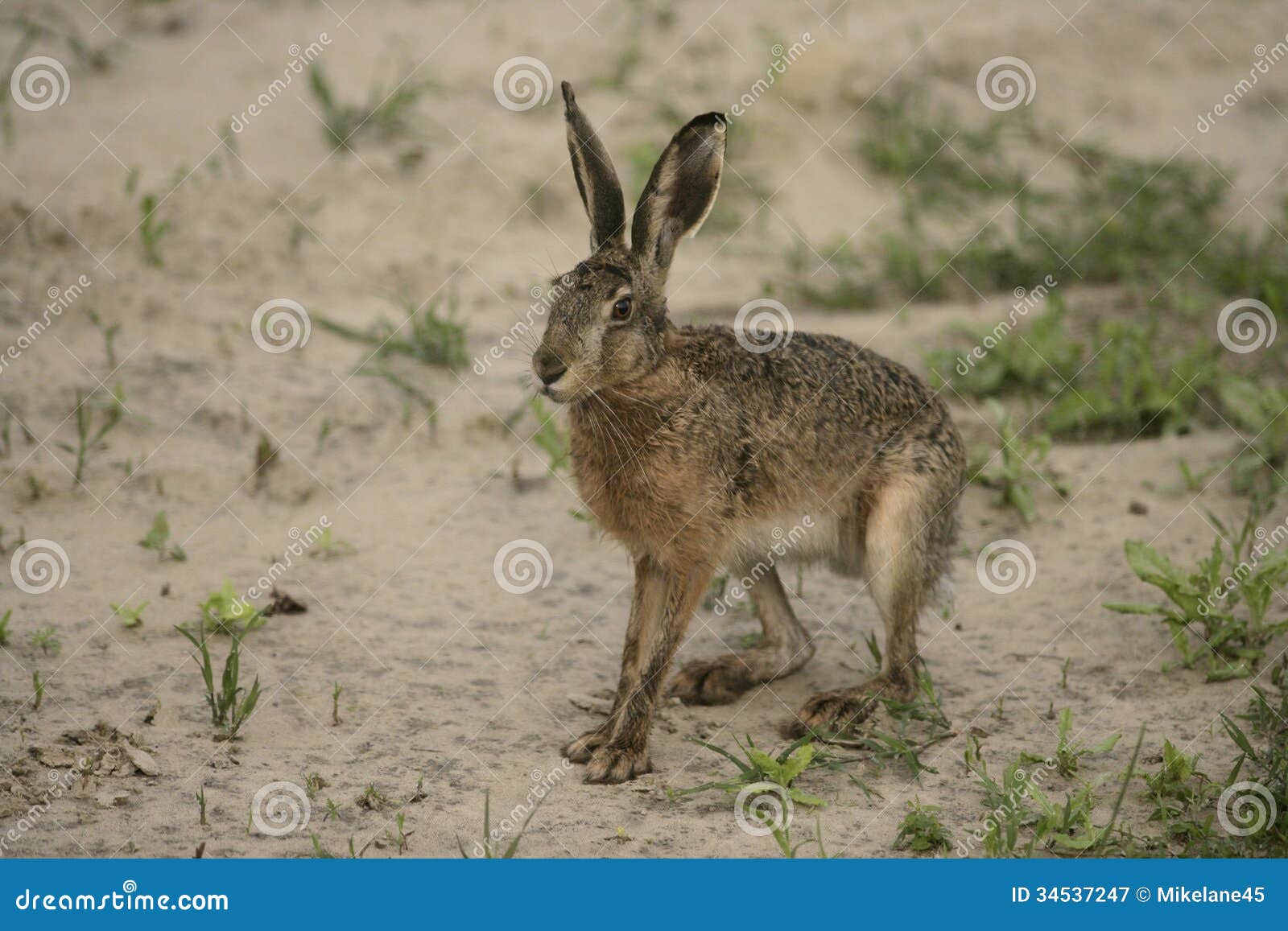 Brown Hare, Lepus Europaeus, Stock Image - Image of britain, brown ...
