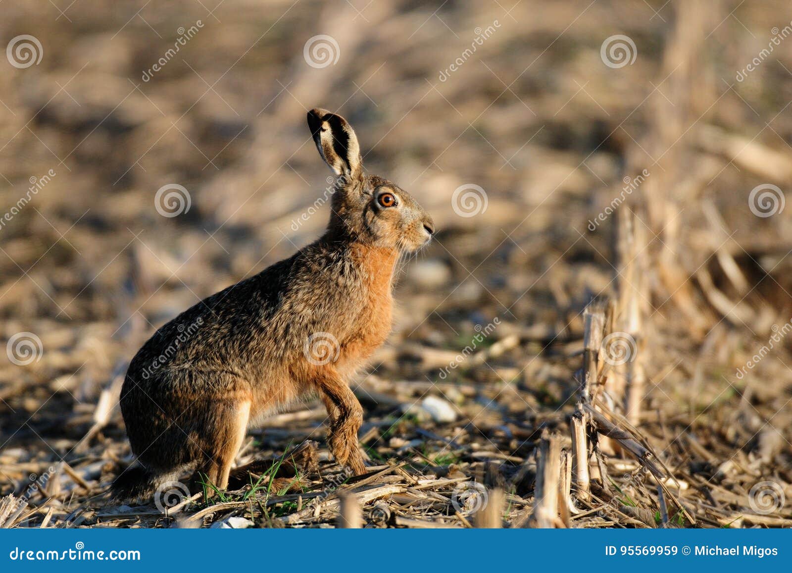 Brown hare is looking stock image. Image of legs, lepus - 95569959