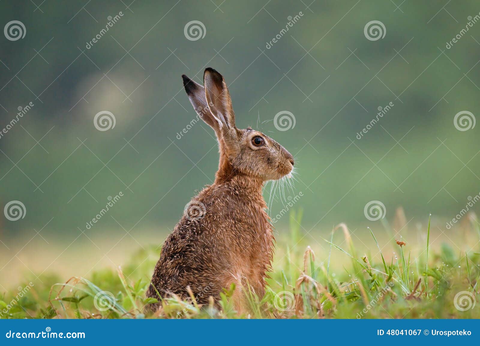 Brown hare stock image. Image of fauna, field, hunting - 48041067