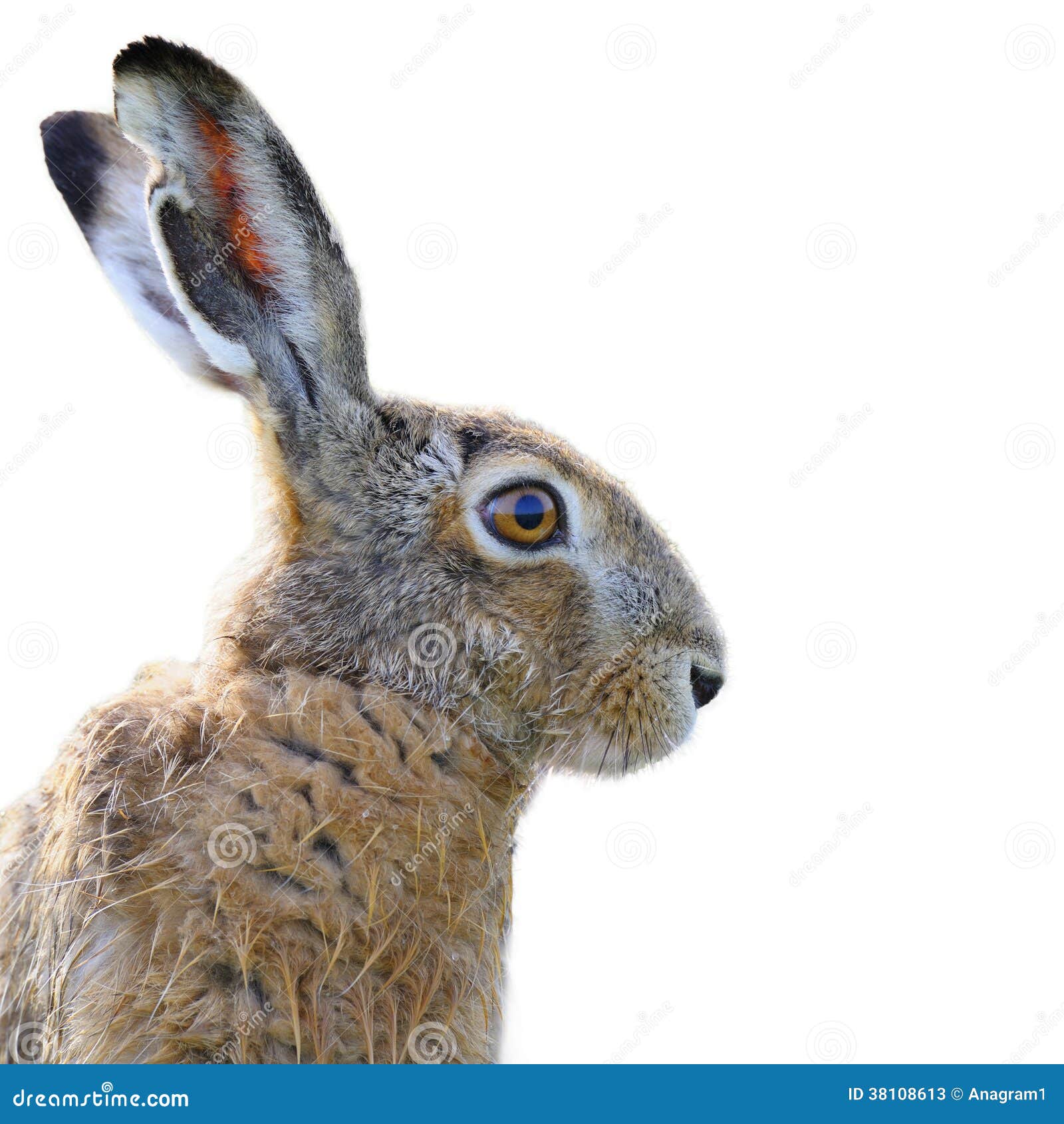 Brown Hare On Path, Shadow Boxing,wet From Bathing In Puddle (Lepus ...