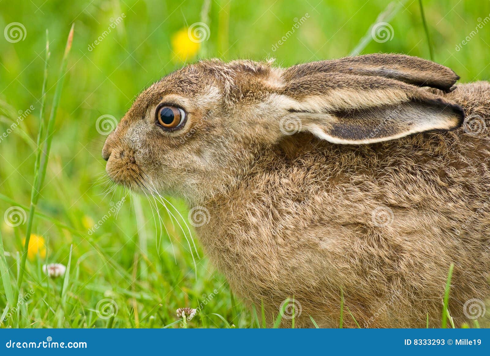 Brown Hare portrait stock image. Image of capensis, european - 8333293