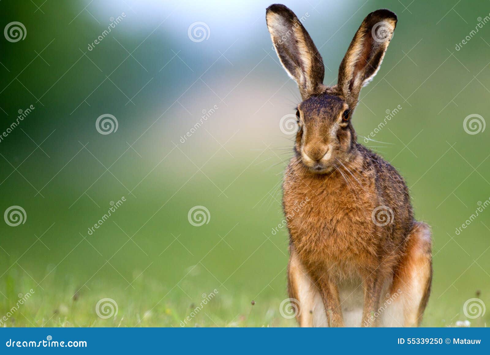 Brown hare stock photo. Image of european, jackrabbit - 55339250