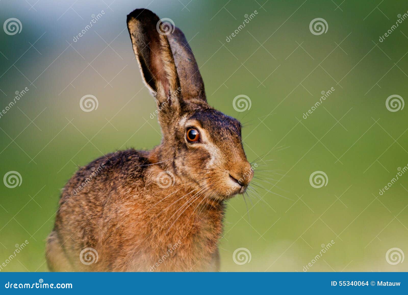 Brown hare stock photo. Image of eastern, hairy, wild - 55340064