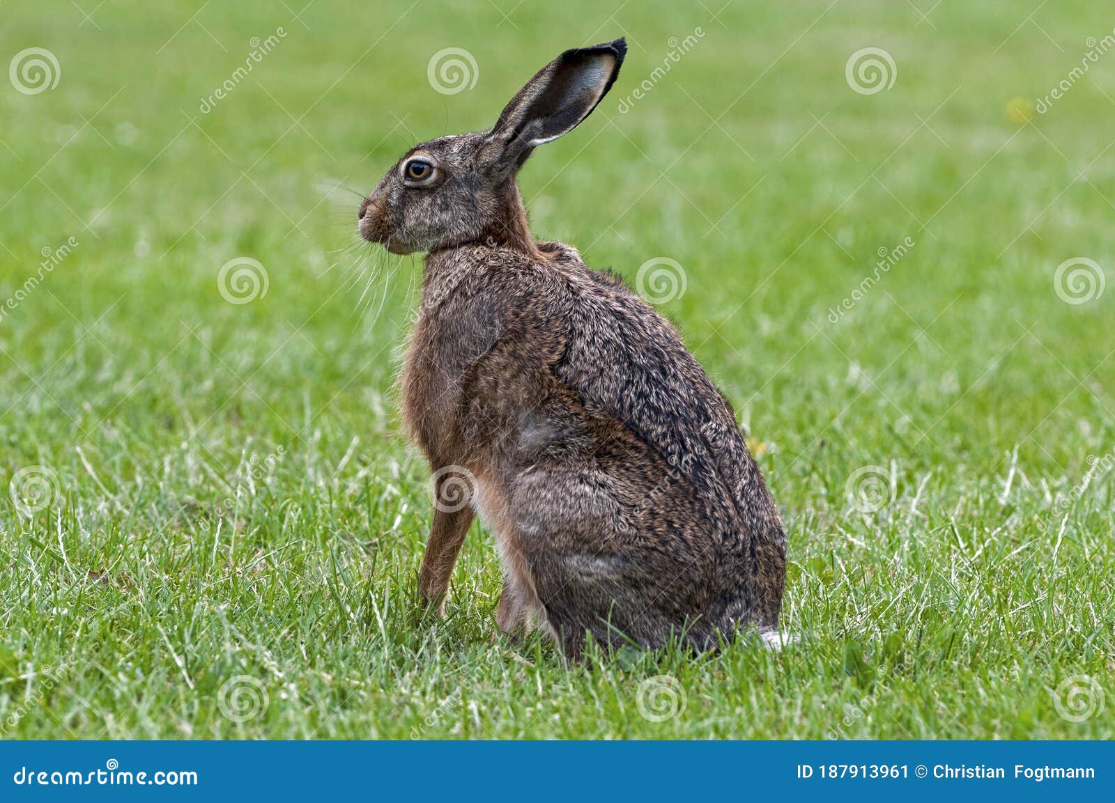 A Brown Hare Sitting on the Green Grass Stock Image - Image of sitting ...