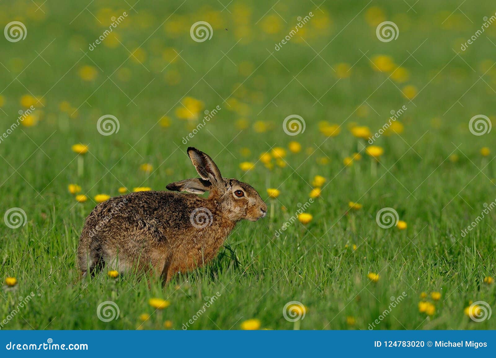 Brown Hare Sitting in the Meadow, Spring Stock Photo - Image of green ...