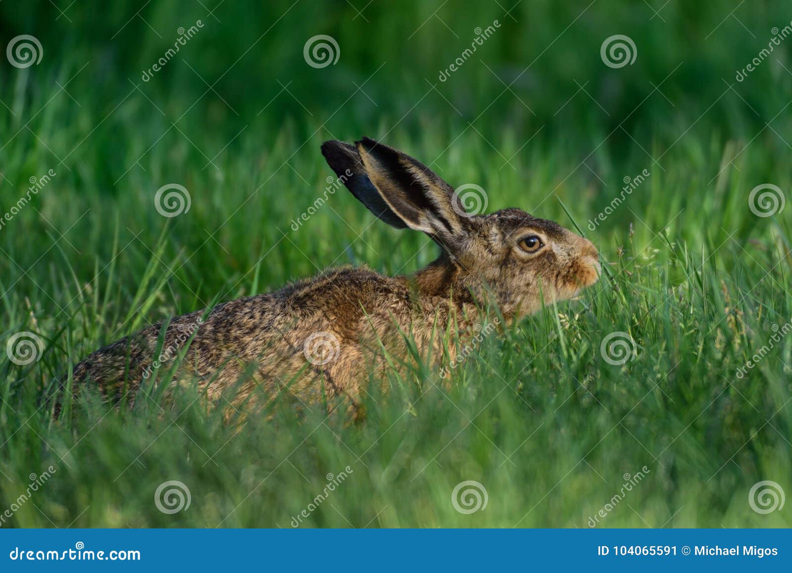 Brown Hare Sitting in the Meadow, Spring Stock Image - Image of feed ...