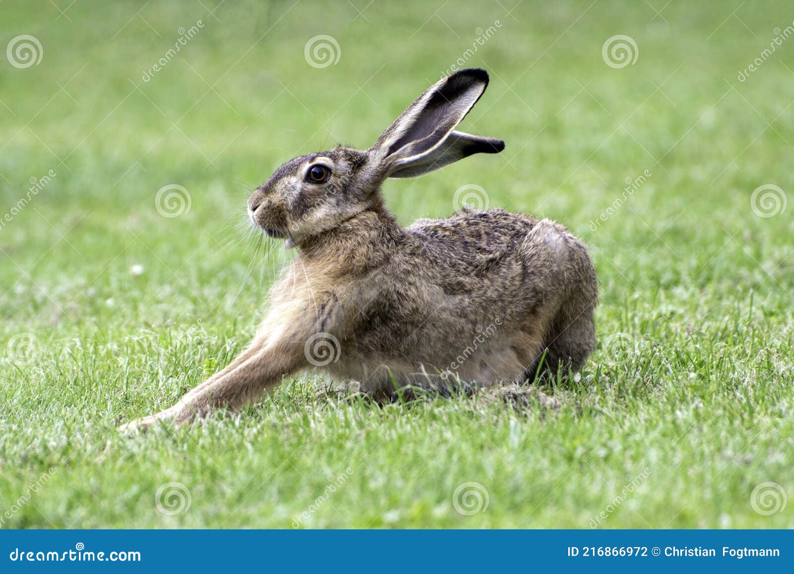 Brown Hare Stretches Itself Preparing To Run Away Stock Photo - Image ...