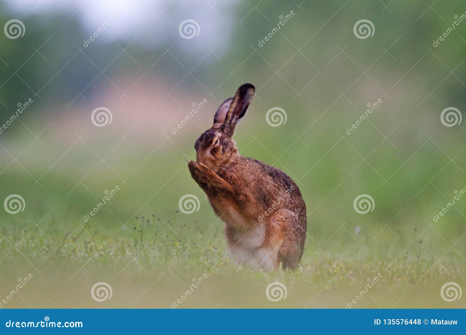 Brown Hare Washing Its Head Stock Photo - Image of lepus, herbivorous ...