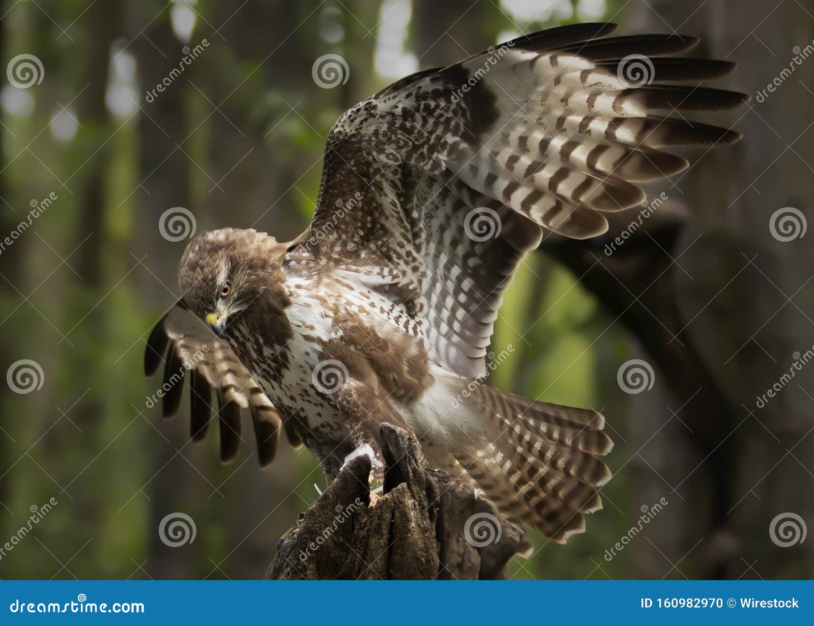 Brown Harrier Hawk on a Tree Log in the Forest Looking Down Getting ...