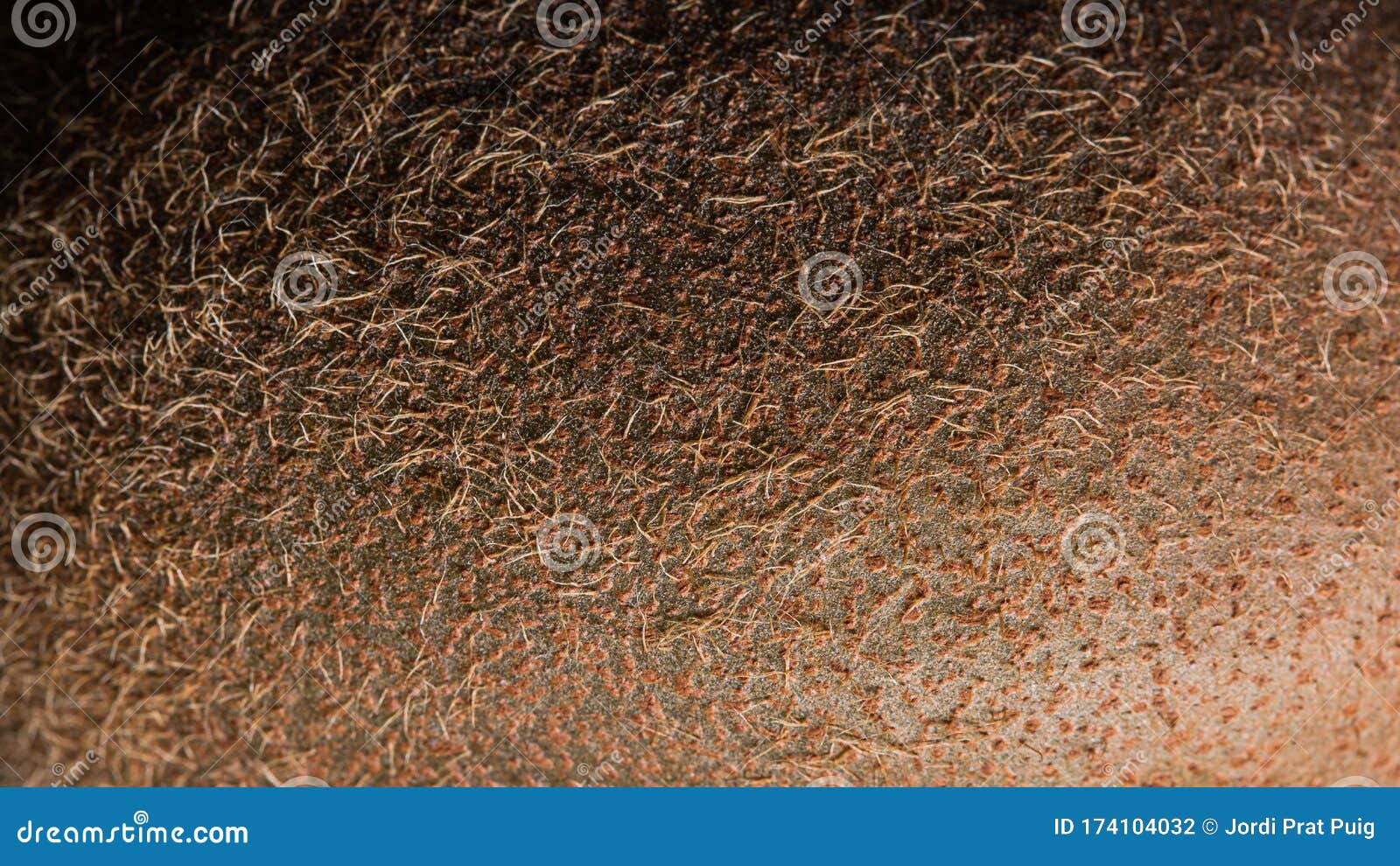 Harsh Kiwi Skin Texture Macro Still Stock Photo - Image of abstract ...