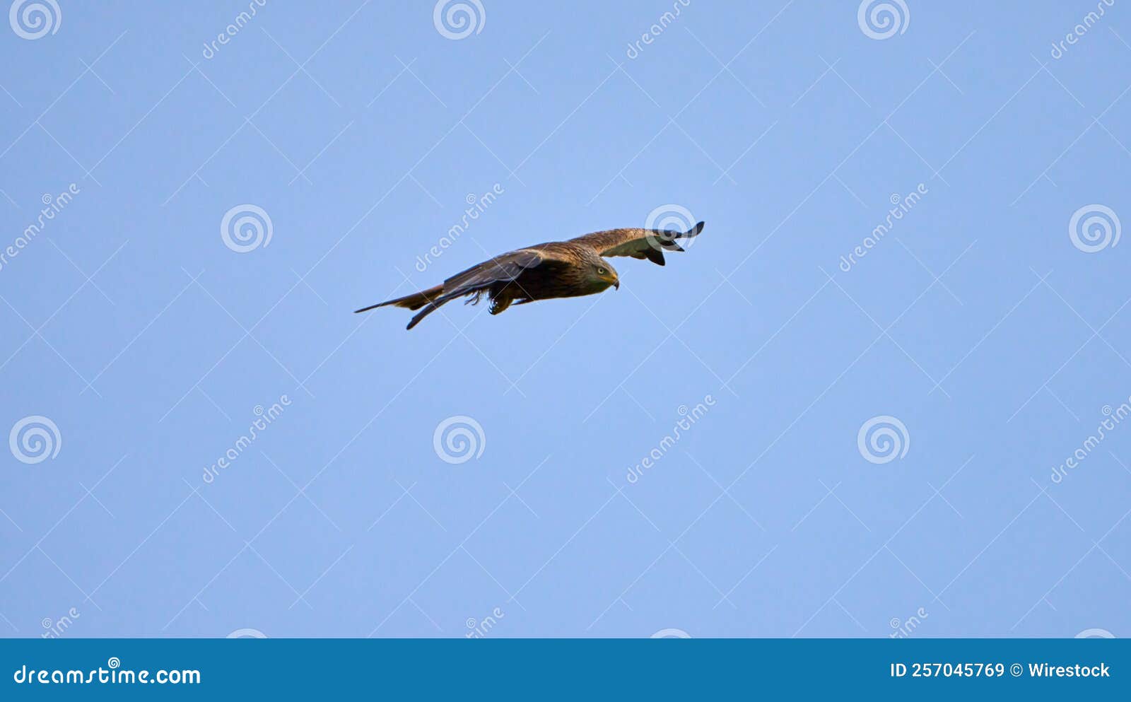 Brown Hawk Bird Flying in the Blue Sky Stock Image - Image of brown ...