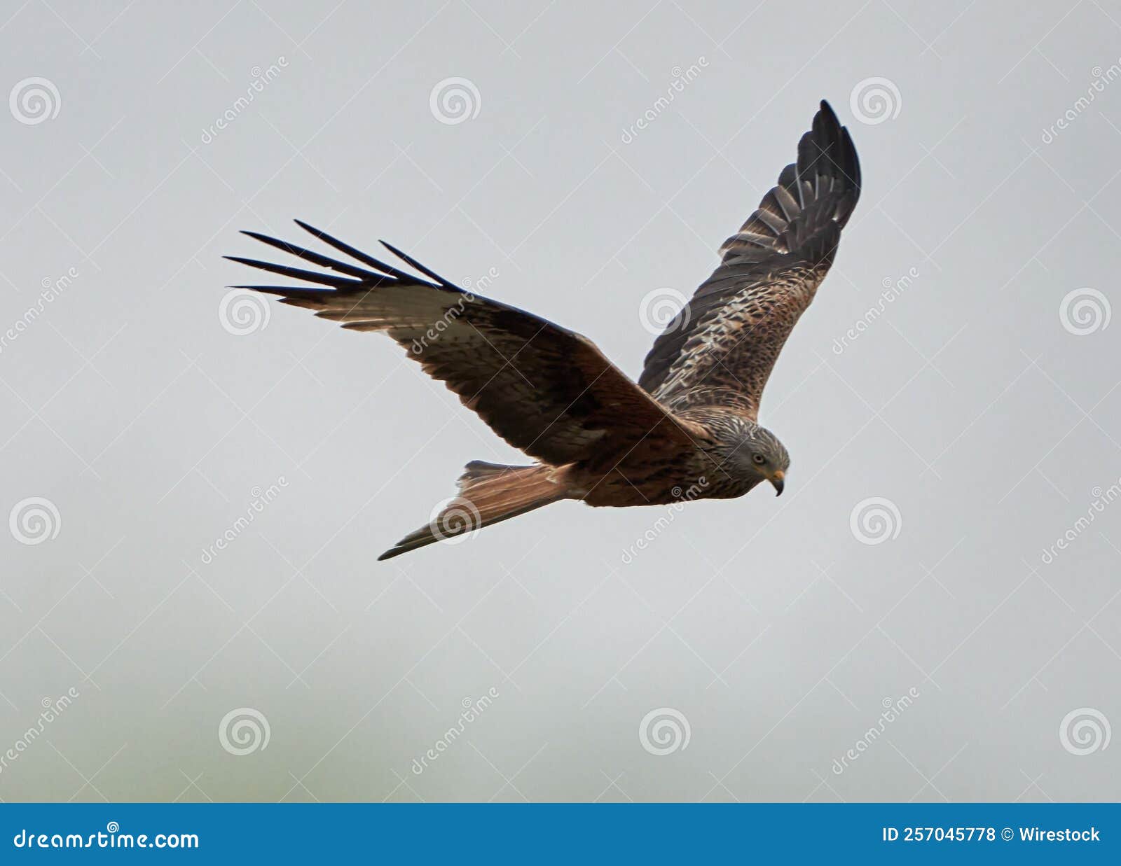 Brown Hawk Bird Flying in the Blue Sky Stock Photo - Image of color ...